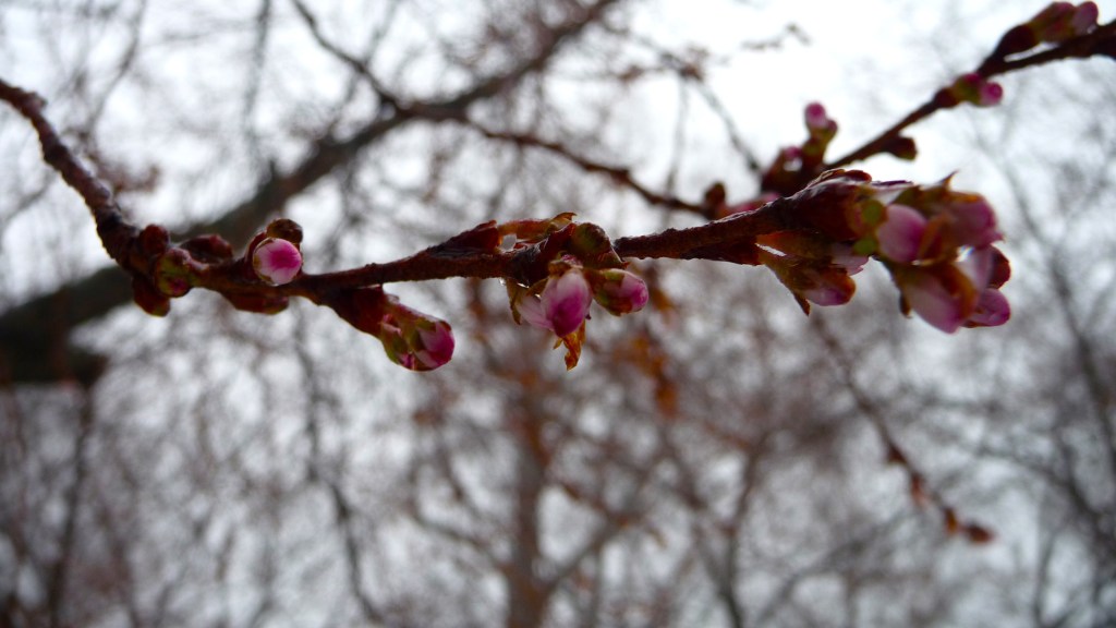 Hamamelis mollis | roots to blooms