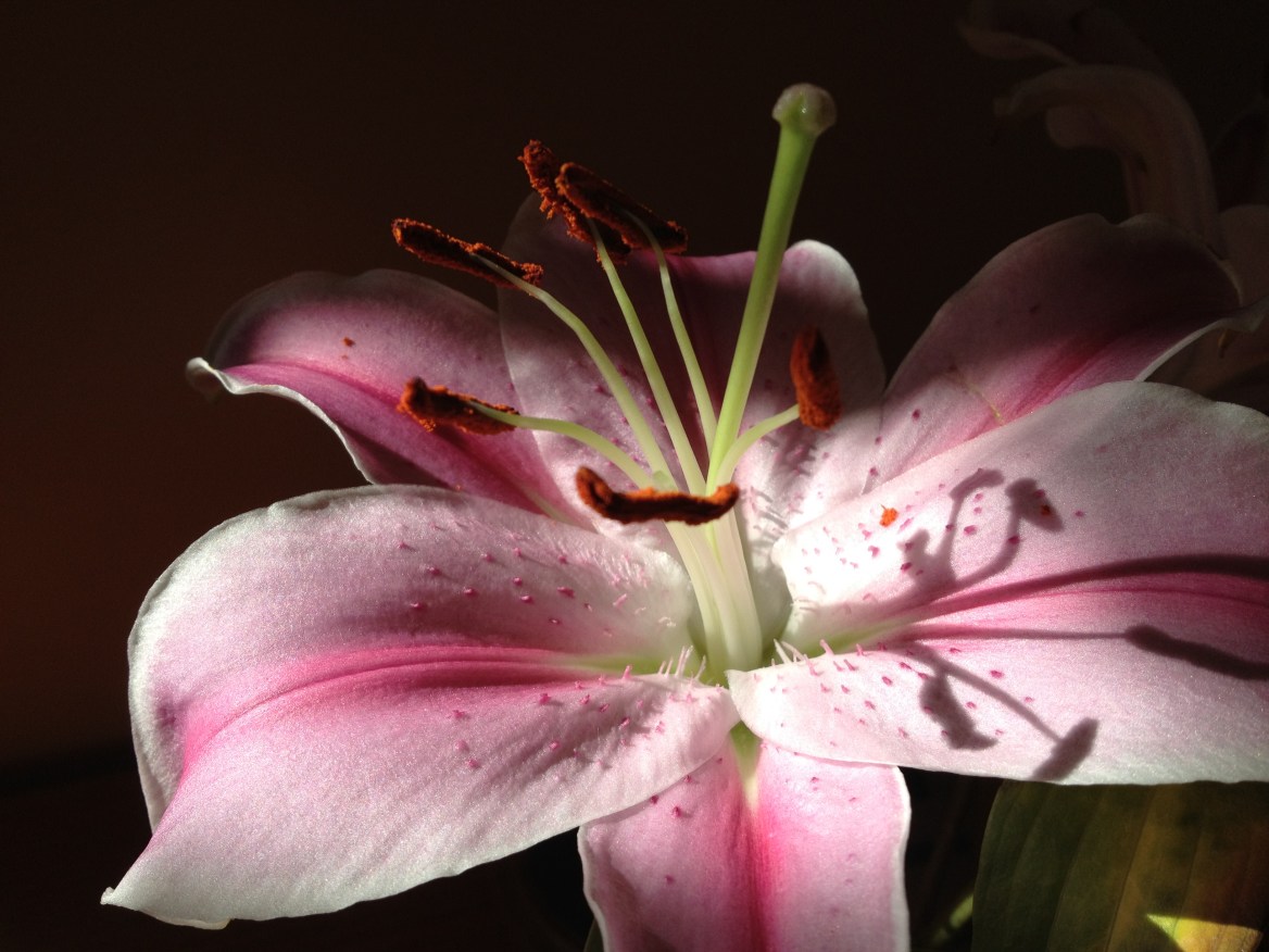 Arranging Tips | roots to blooms