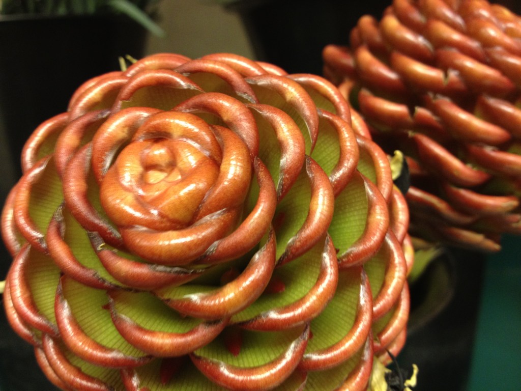 Modern Flower Arranging | roots to blooms