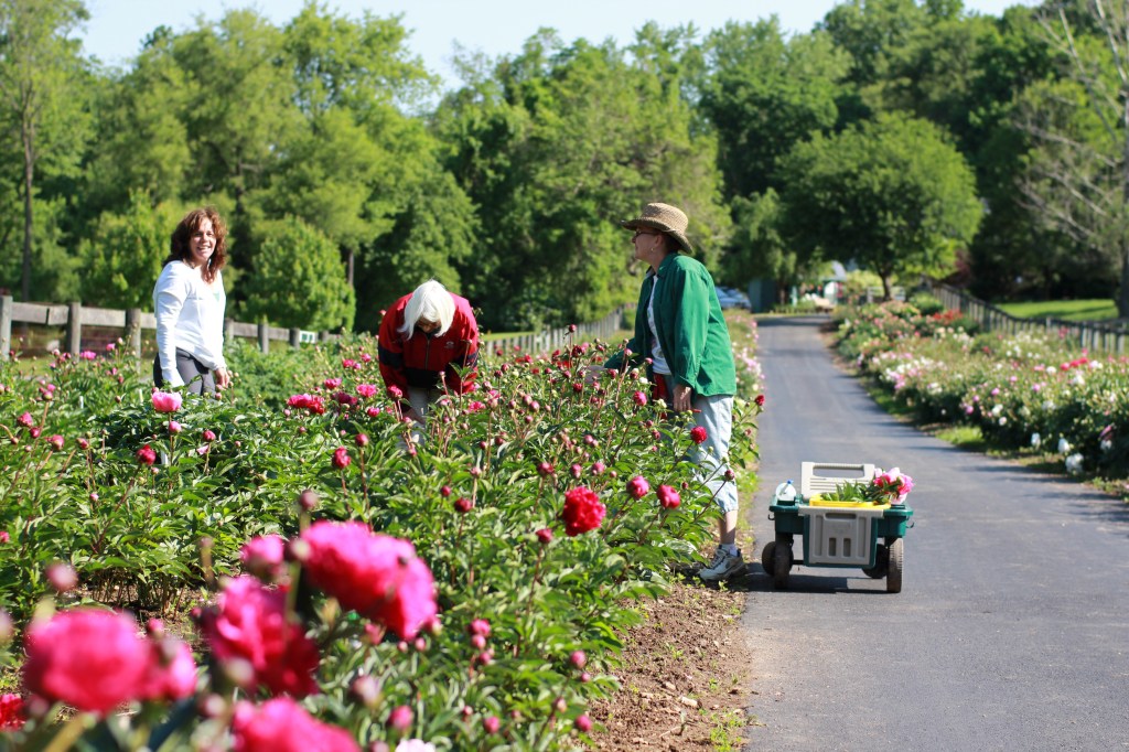 a peony garden | roots to blooms