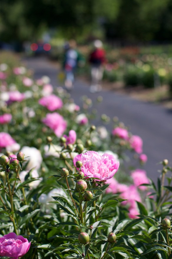 a peony garden | roots to blooms