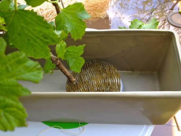 Snowball Viburnum | roots to blooms